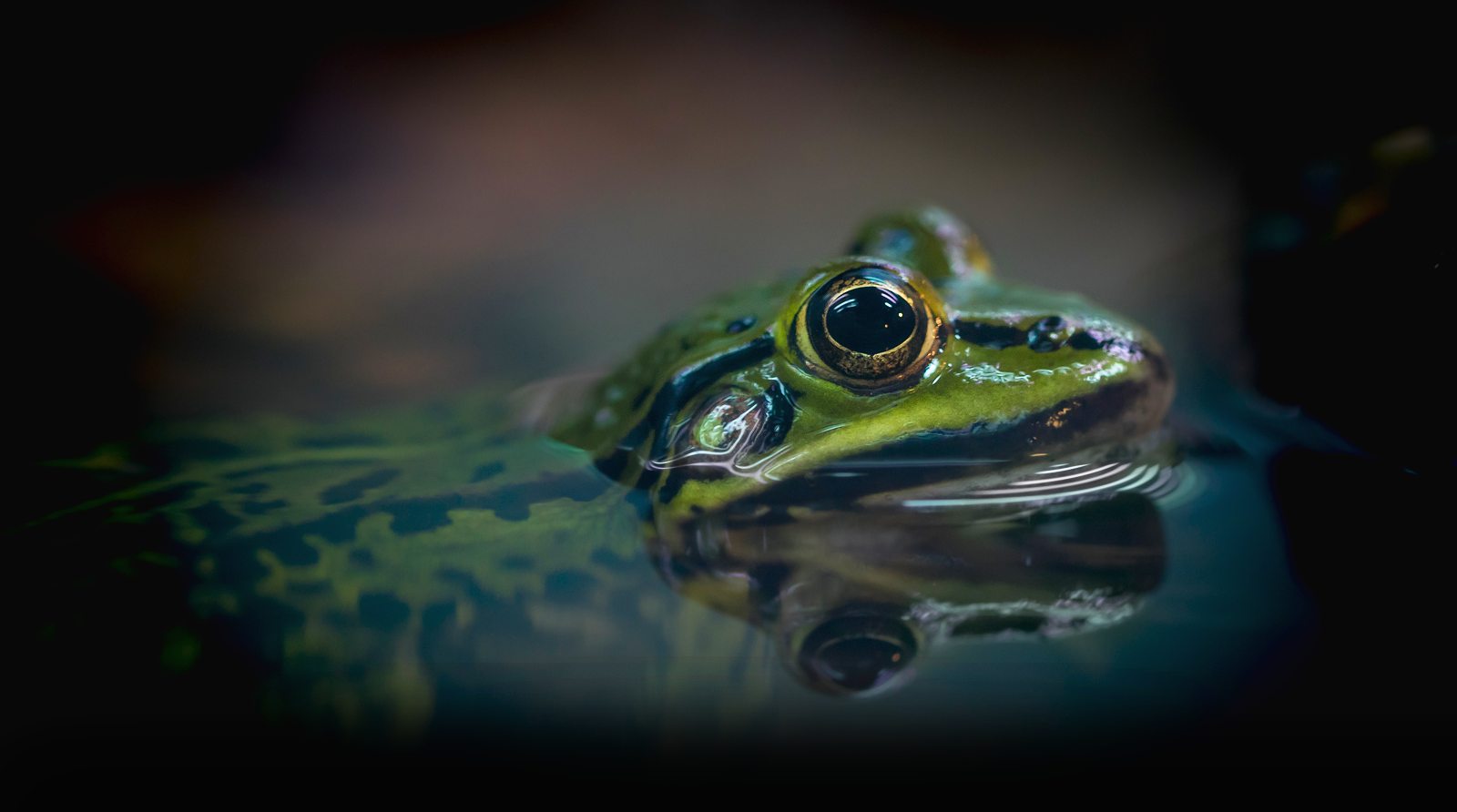 Danmarks padder - Naturmagasinet NaturGuide.dk