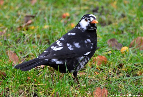 Solsort med hvide fjer - Naturmagasinet NaturGuide.dk