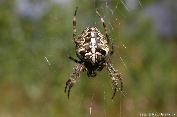 Derfor skal du holde af edderkopper - Naturmagasinet NaturGuide.dk