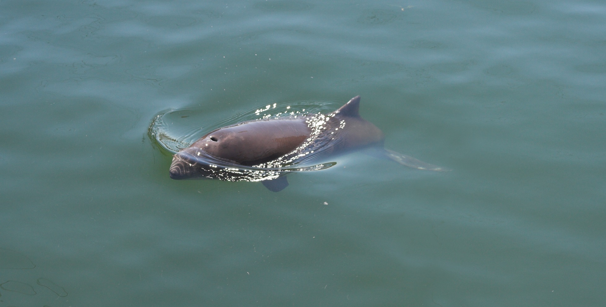 Dårligt dansk vandmiljø rammer den lille hval marsvinet ...