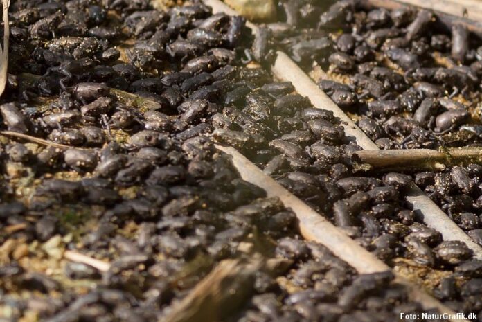 D-dag for tusinder af tudser - Naturmagasinet NaturGuide.dk