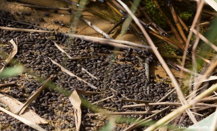 D-dag for tusinder af tudser - Naturmagasinet NaturGuide.dk