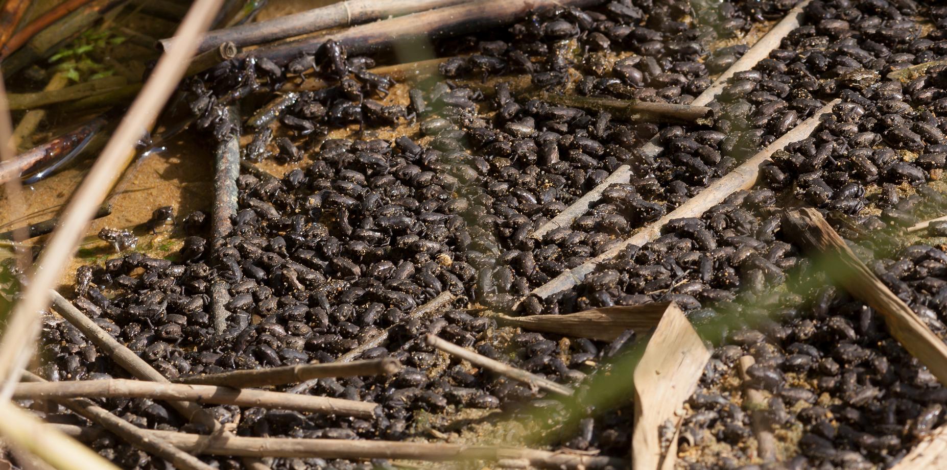 D-dag for tusinder af tudser - Naturmagasinet NaturGuide.dk