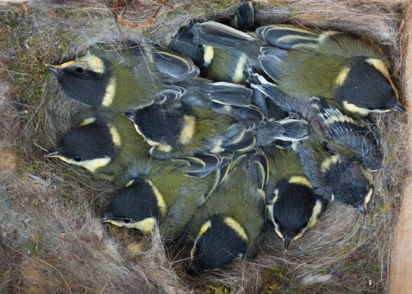 Følg med i livet i fuglekassen - direkte på din telefon ...