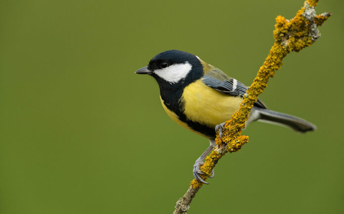 Mejserne - kend din mejse - Naturmagasinet NaturGuide.dk