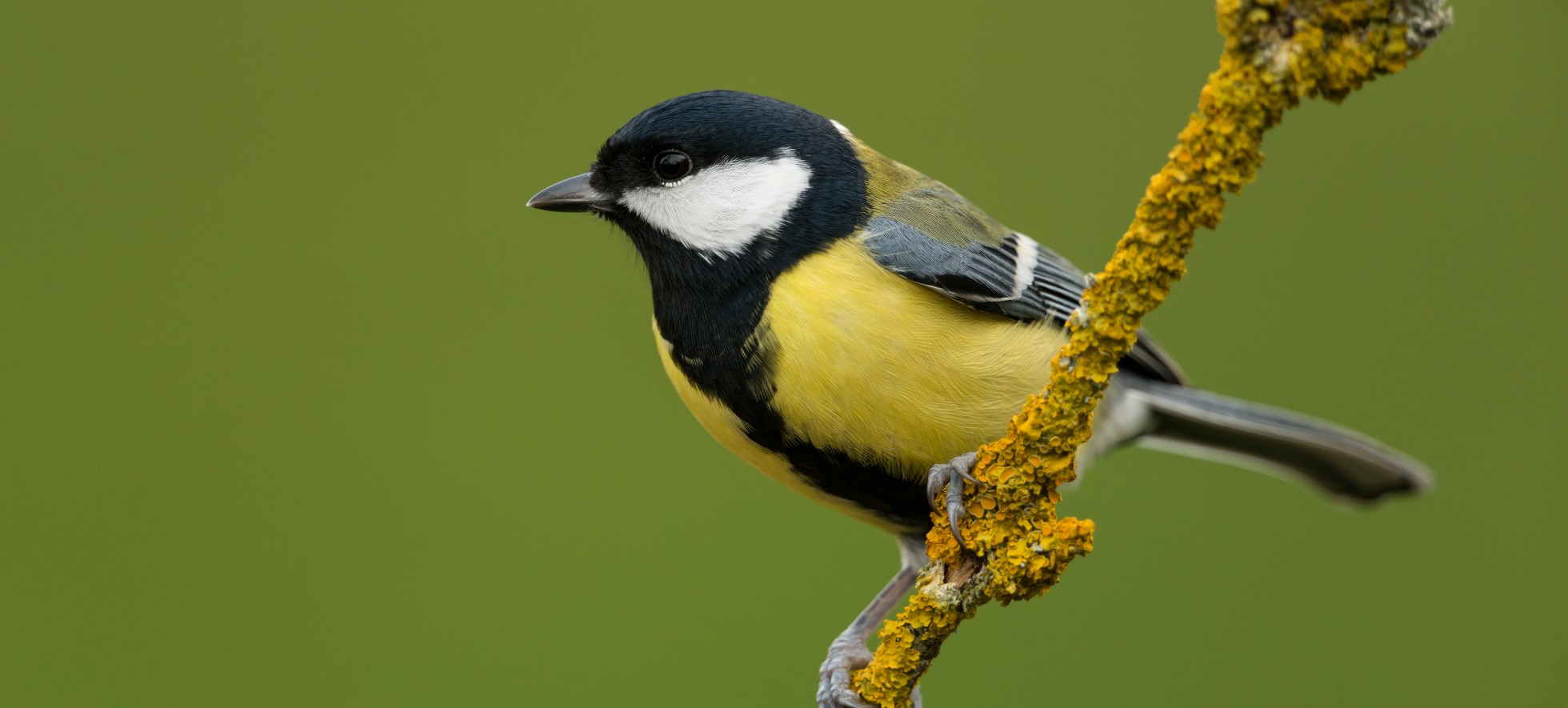 Nu lyder musvittens forårssang - Naturmagasinet NaturGuide.dk