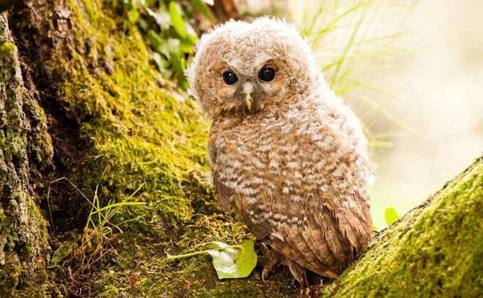 Nattens ugler udruger flere unger efter mild vinter - Naturmagasinet ...