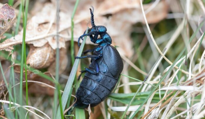 Forårets fascinerende oliebiller! - Naturmagasinet NaturGuide.dk