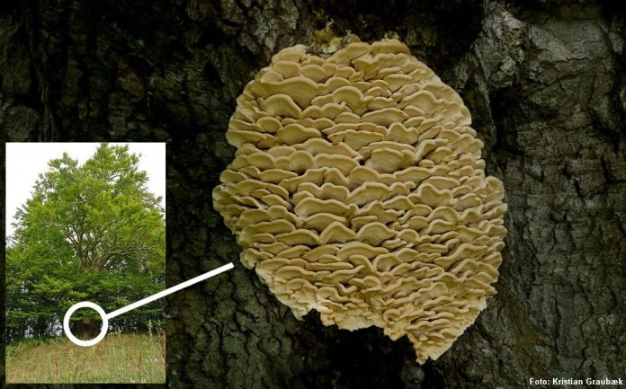 Uddød kæmpepigsvamp igen fundet i Danmark! - Naturmagasinet NaturGuide.dk