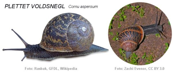 Visuel guide til snegle med hus - Naturmagasinet NaturGuide.dk