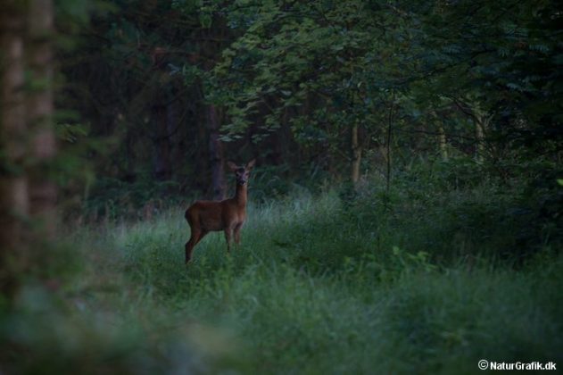 Nattens mystiske lyde - Naturmagasinet NaturGuide.dk