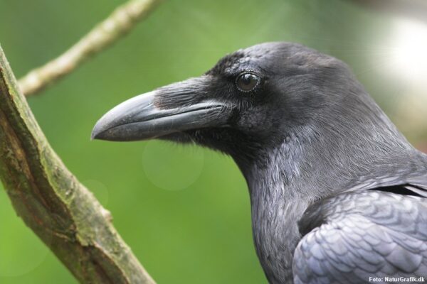 Ravnen - Odins øjne - Naturmagasinet NaturGuide.dk