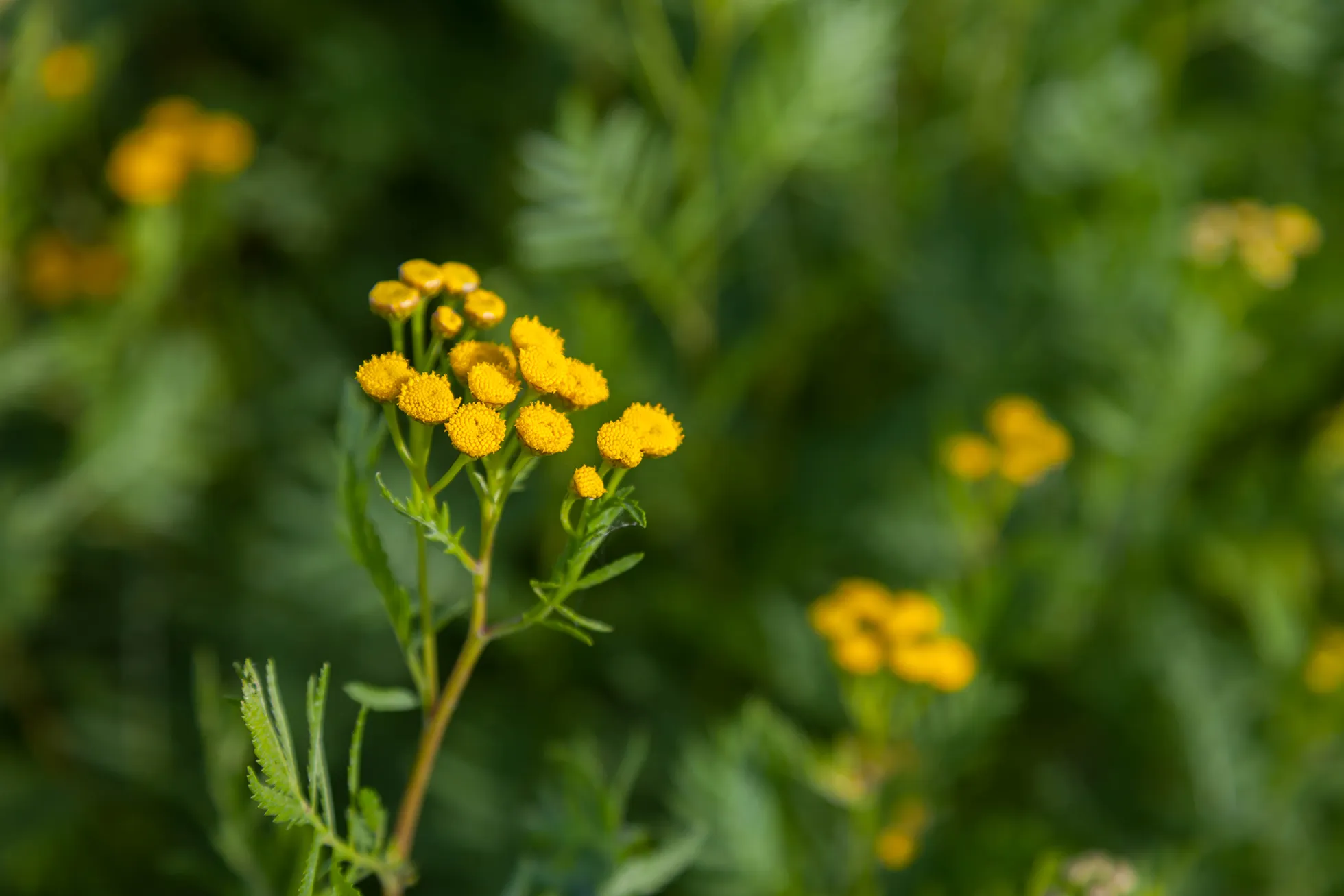 Rejnfan - den udødelige urt - Naturmagasinet NaturGuide.dk