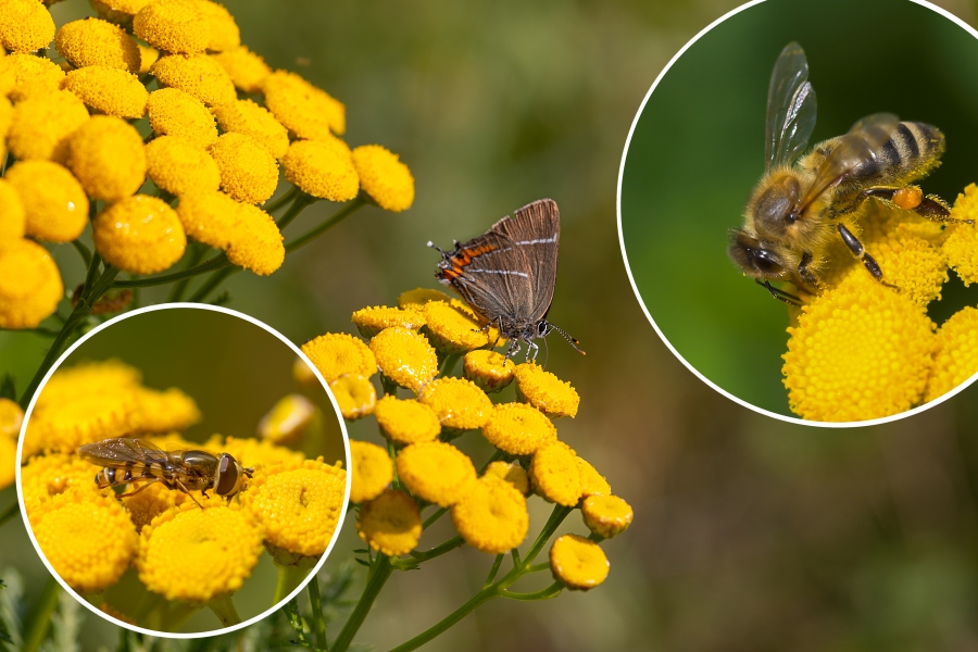 Rejnfan - den udødelige urt - Naturmagasinet NaturGuide.dk