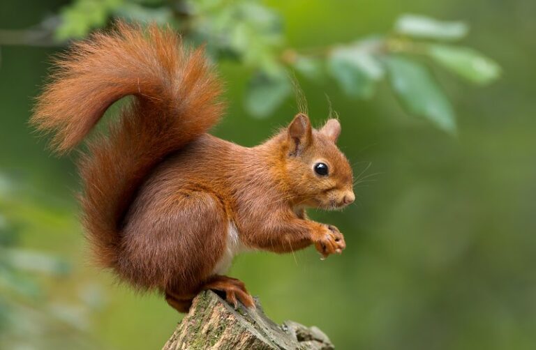 Ugens art: DET SORTE EGERN - Naturmagasinet NaturGuide.dk