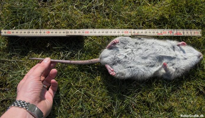 Rotten - Naturmagasinet NaturGuide.dk