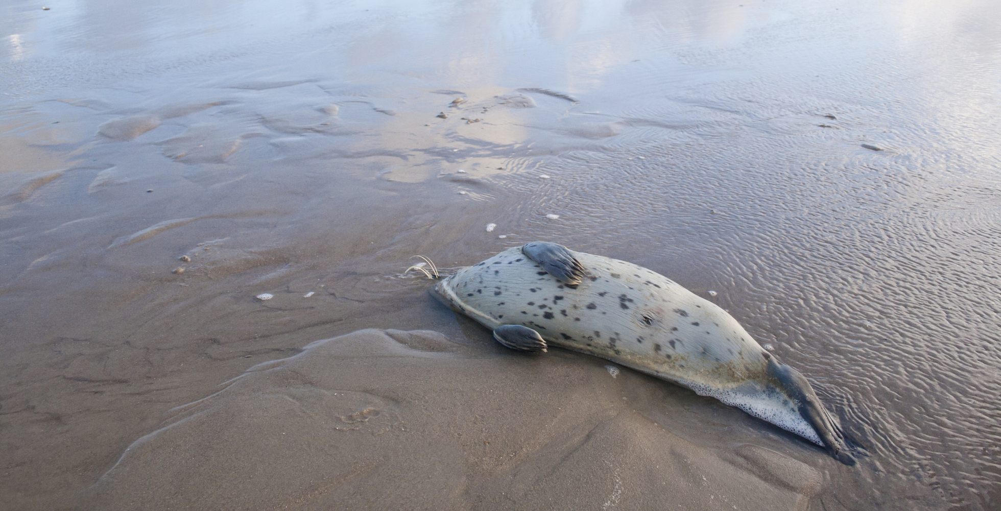 Fugleinfluenza-virus rammer sæler - Naturmagasinet NaturGuide.dk