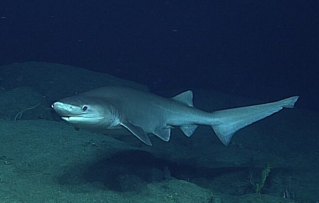 Stor haj fanget ud for den jyske vestkyst - Naturmagasinet NaturGuide.dk