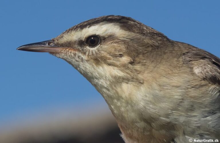 Kæmpe genprojekt afdækker fuglenes evolution siden dinosaurerne ...
