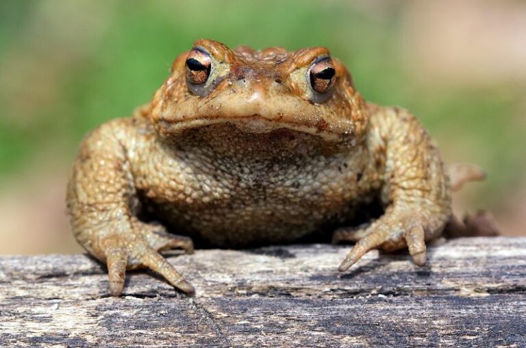 D-dag for tusinder af tudser - Naturmagasinet NaturGuide.dk