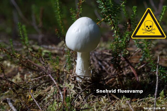 Lær om svampene - videokursus - Naturmagasinet NaturGuide.dk