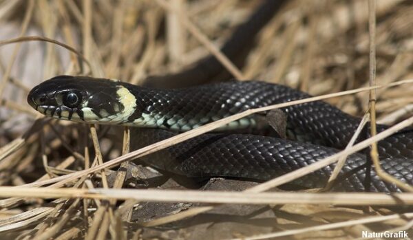 Snogen - Danmarks største slange - Naturmagasinet NaturGuide.dk