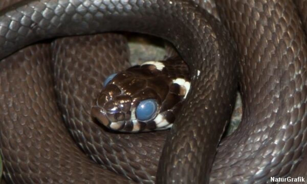 Når snogen bliver blåøjet - Naturmagasinet NaturGuide.dk