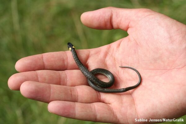 Snogen - Danmarks største slange - Naturmagasinet NaturGuide.dk