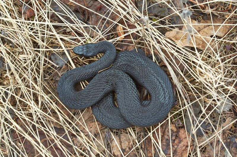 Den sorte hugorm - Naturmagasinet NaturGuide.dk