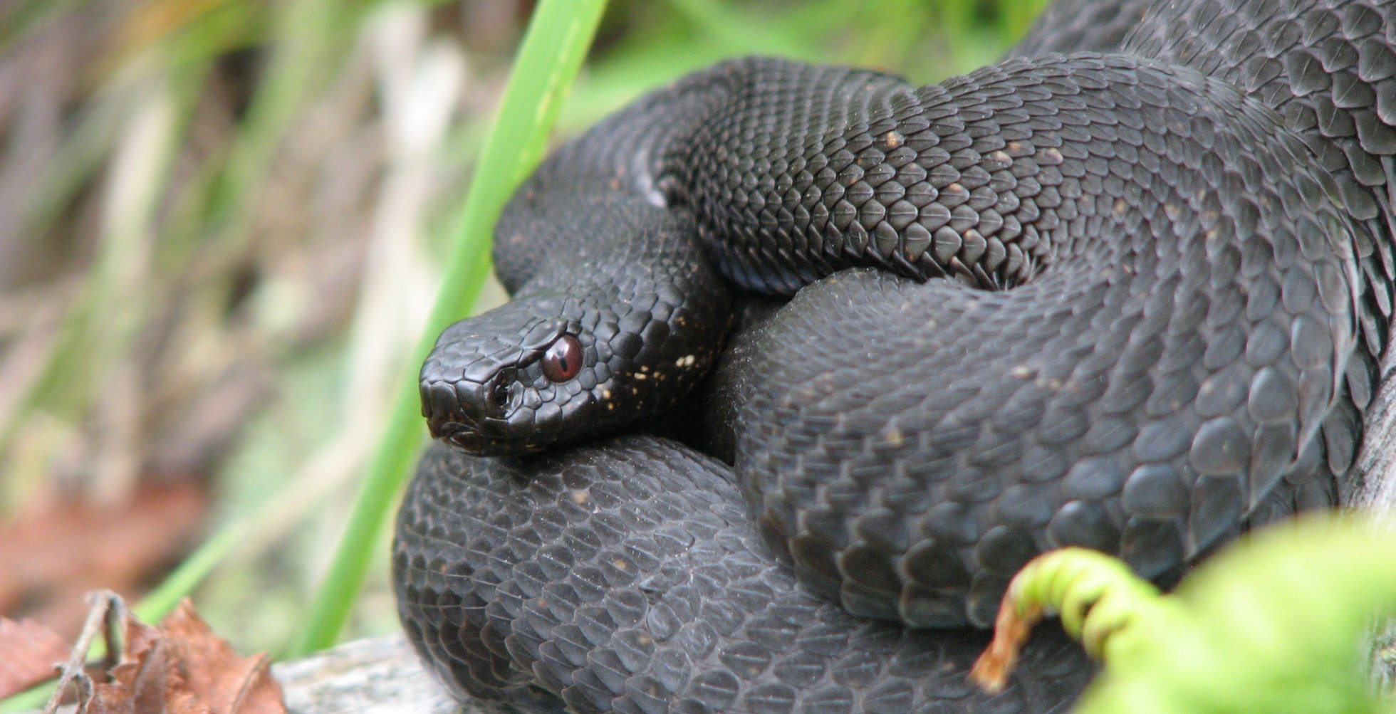 Den sorte hugorm - Naturmagasinet NaturGuide.dk