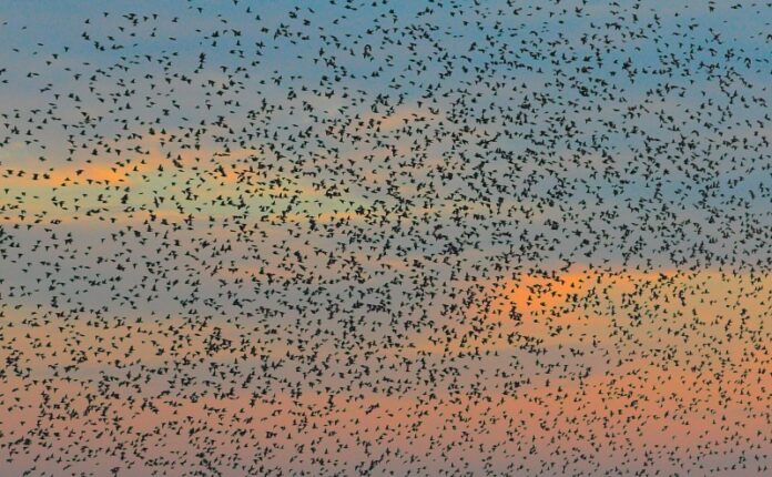 Oplev naturfænomenet sort sol - Naturmagasinet NaturGuide.dk