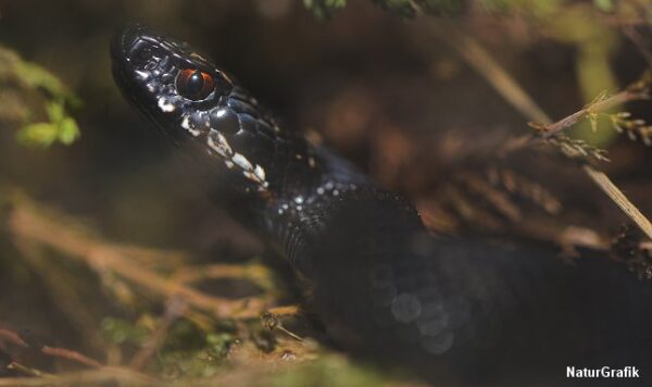 Hugormen - Danmarks giftslange. - Naturmagasinet NaturGuide.dk