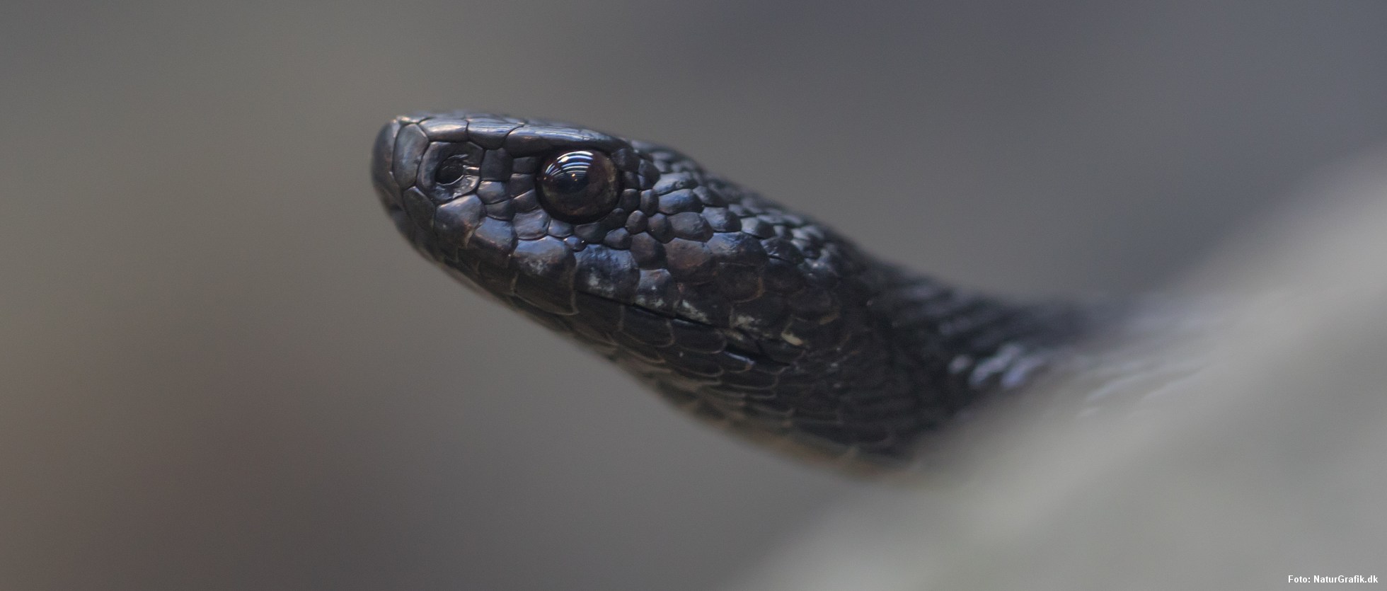 Den sorte hugorm - NaturGuide.dk - natur og friluftsliv