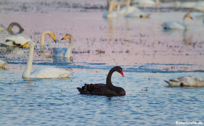 Ingen asyl til den sorte svane - Naturmagasinet NaturGuide.dk