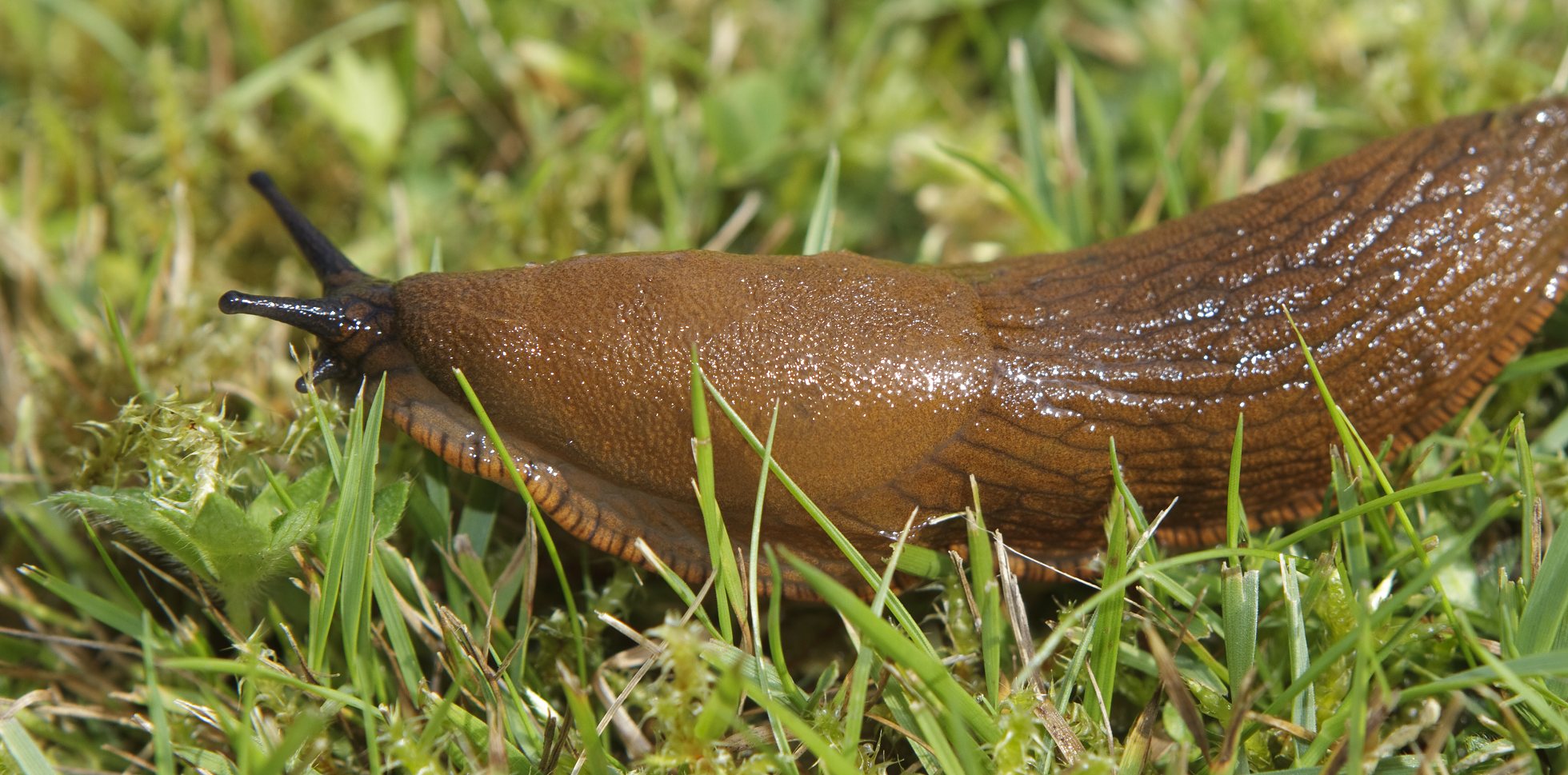 Iberisk skovsnegl alias dræbersneglen. - Naturmagasinet NaturGuide.dk