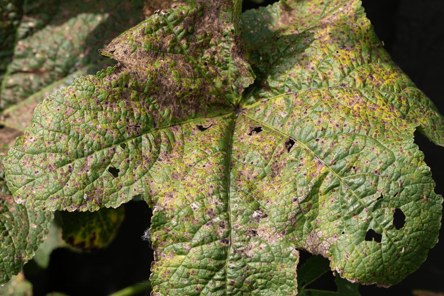 Stokroser - haveidyl og humlebier - Naturmagasinet NaturGuide.dk