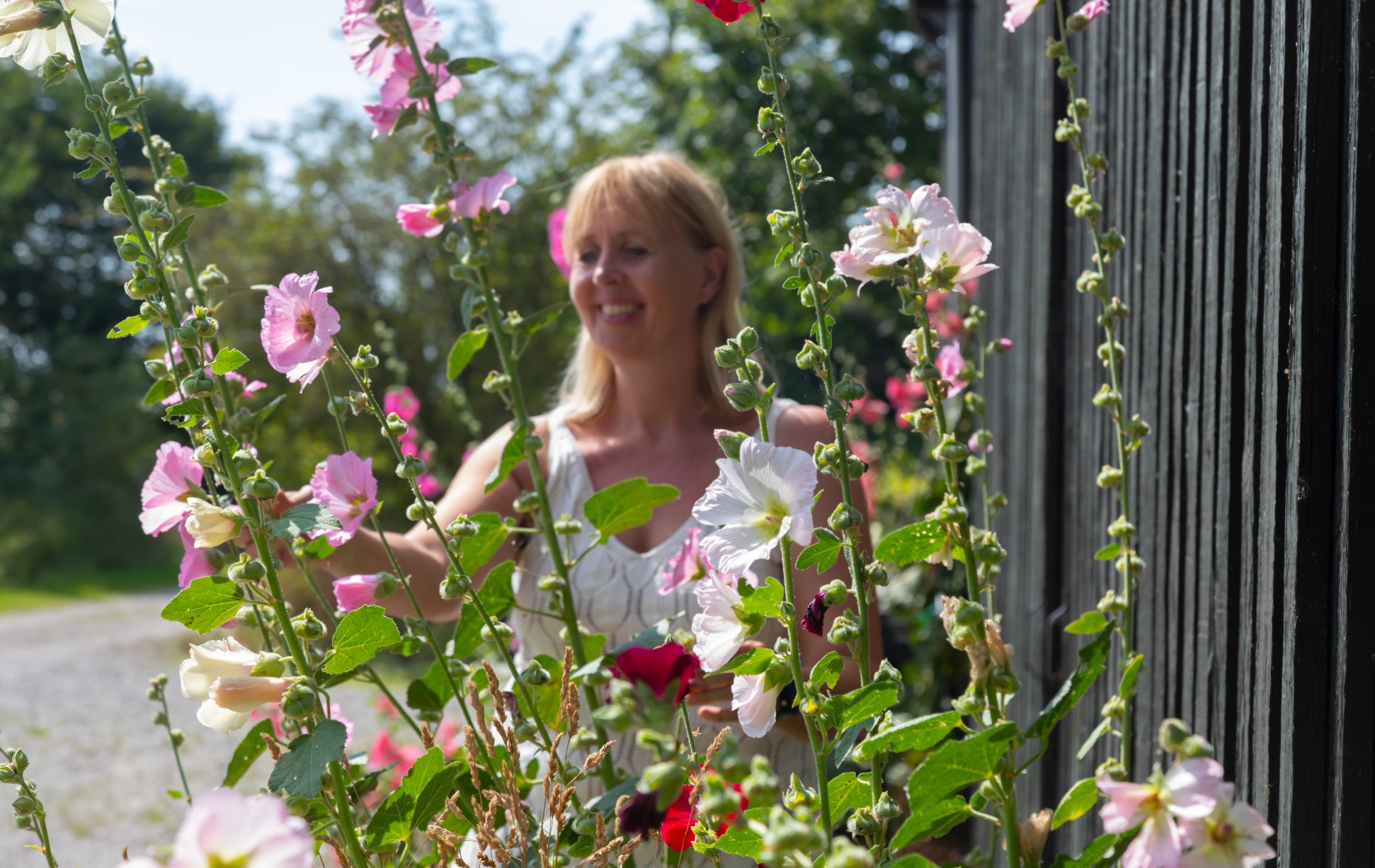 Stokroser - haveidyl og humlebier - Naturmagasinet NaturGuide.dk