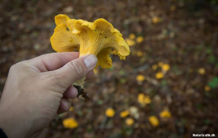 Hvornår er det højsæson for kantareller? - Naturmagasinet NaturGuide.dk