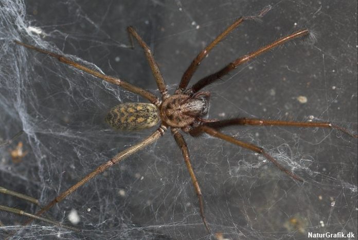 Hjælp fra edderkoppedræberen! - Naturmagasinet NaturGuide.dk