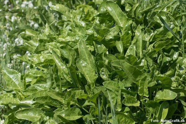 Strandens spiselige planter! - Naturmagasinet NaturGuide.dk