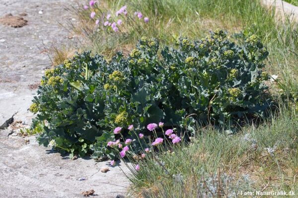 Strandens spiselige planter! - Naturmagasinet NaturGuide.dk