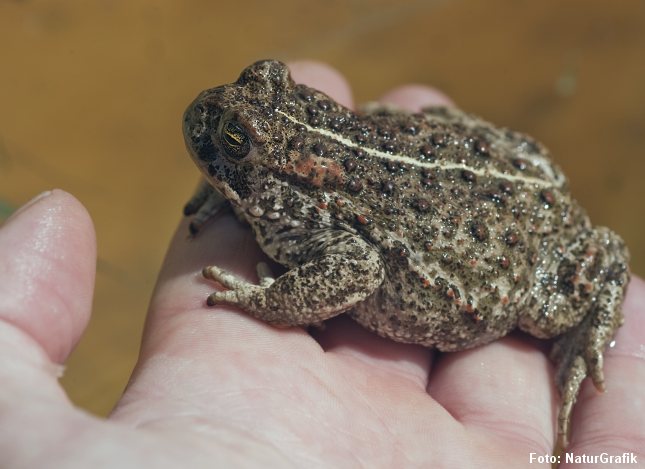Strandtudsen - Naturmagasinet NaturGuide.dk