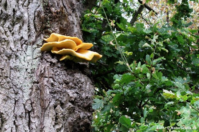 Danmarks største svamp? - Naturmagasinet NaturGuide.dk