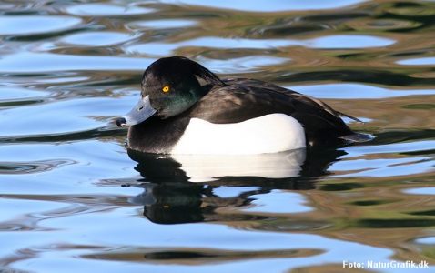 Den fortryllende troldand! - Naturmagasinet NaturGuide.dk