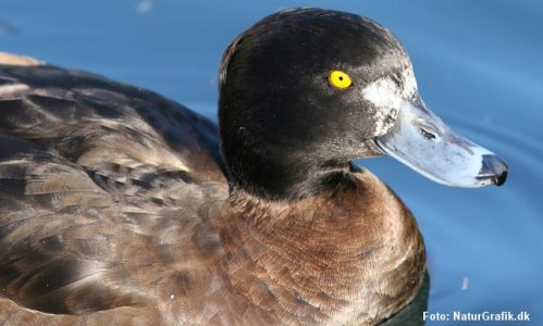 Den fortryllende troldand! - Naturmagasinet NaturGuide.dk