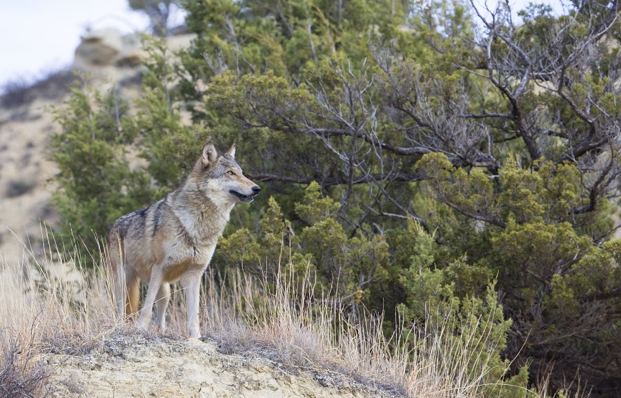 Europas ulve i fremgang - Naturmagasinet NaturGuide.dk