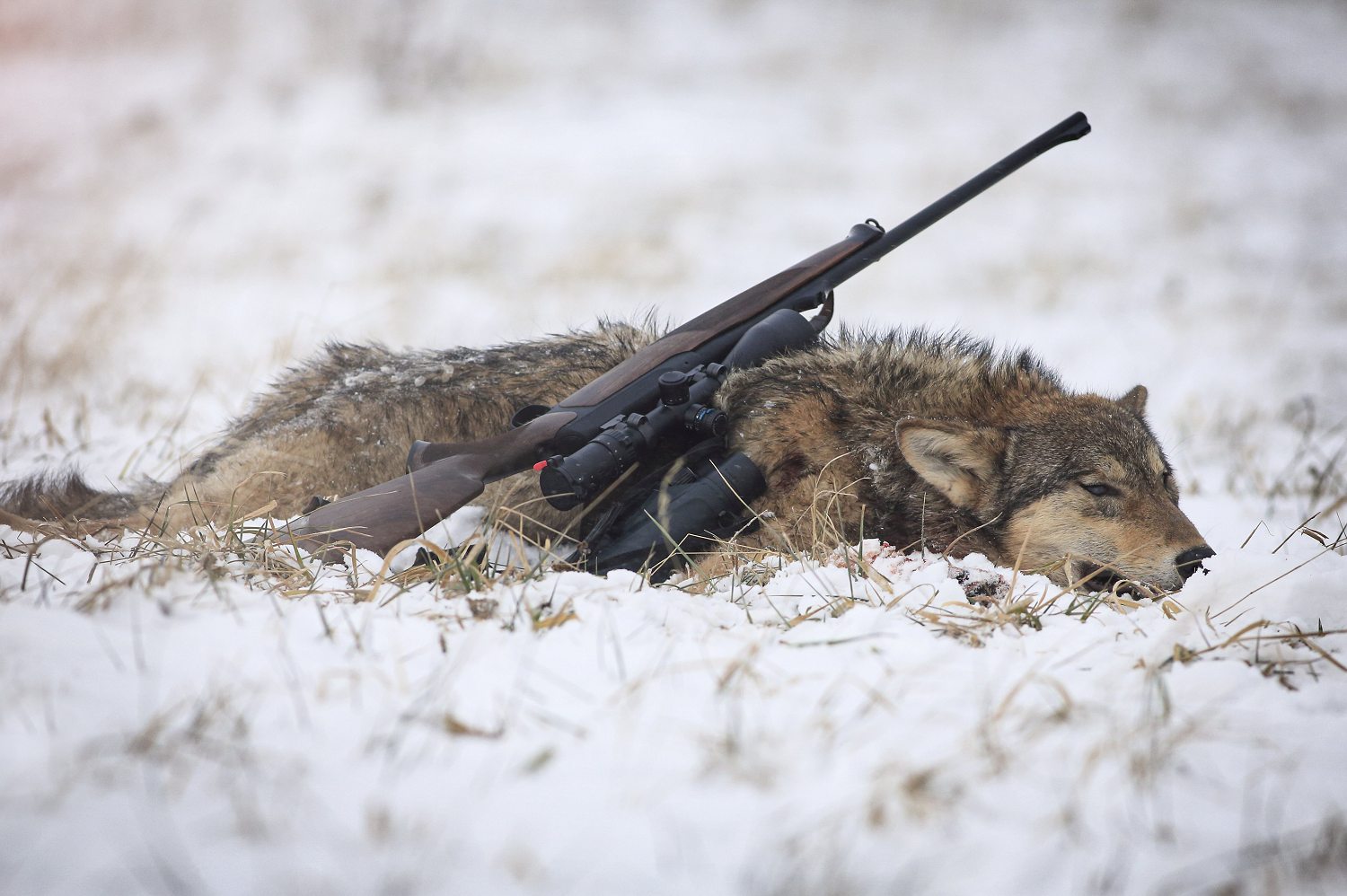 Bliver danske ulve skudt? - Naturmagasinet NaturGuide.dk