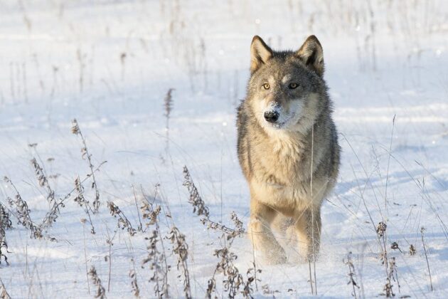 Bliver danske ulve skudt? - Naturmagasinet NaturGuide.dk