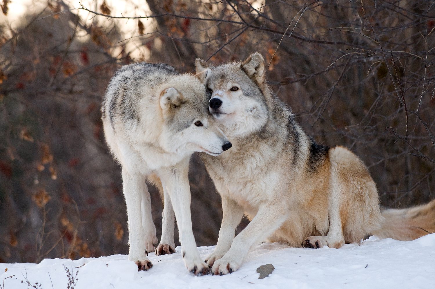 Sandsynligvis nyt ulvepar i Sydvestjylland - Naturmagasinet NaturGuide.dk