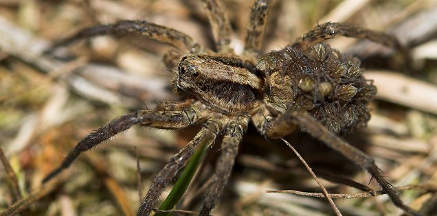 Bilder Og Fakta Av Ulveedderkopper
